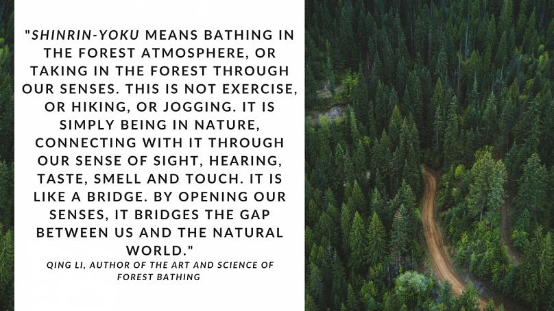 Forest Bathing | ginaseymour